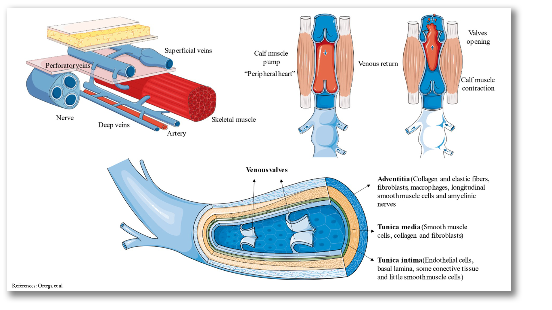 This Just In... - Chronic Venous Insufficiency - and Why You Should Care